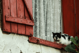 Curiosity Killed The Cat: Meaning & Origin