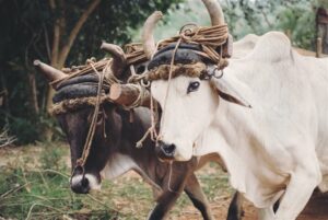 What is the Plural of Ox? | The Word Counter