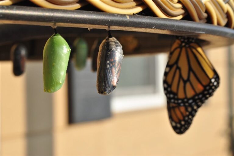 What is the Plural of Chrysalis? | The Word Counter