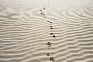 What Does Aberrant Mean? | The Word Counter