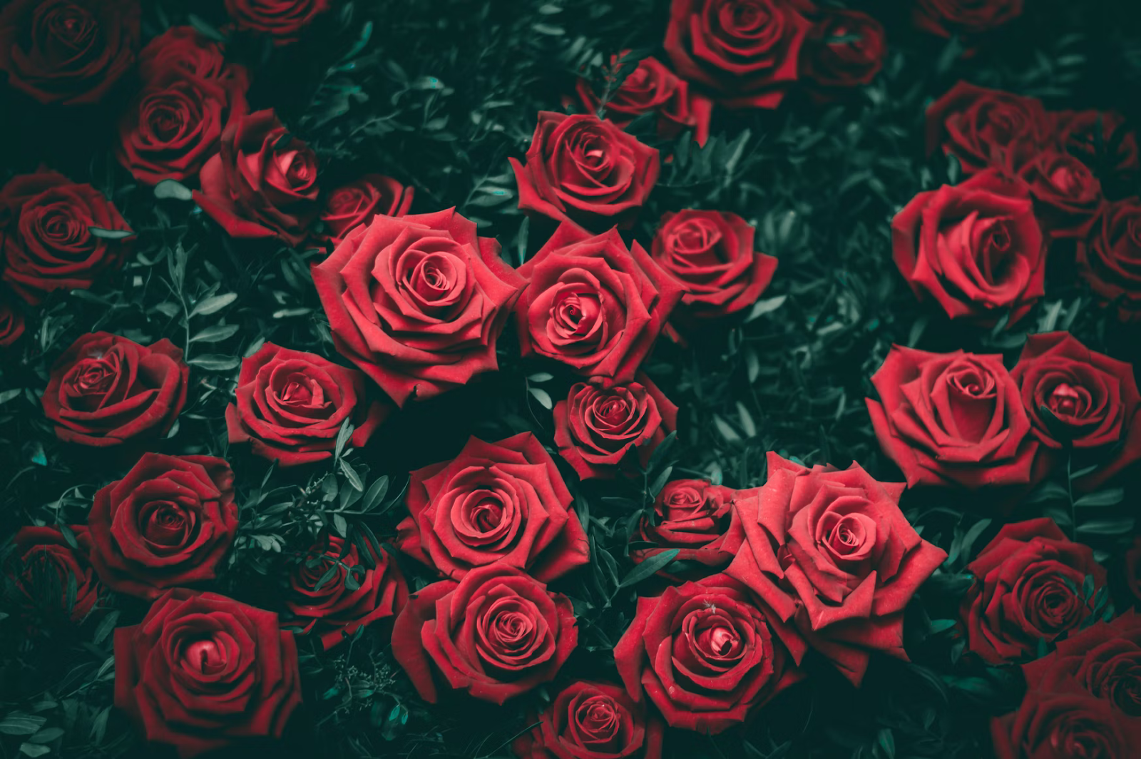 What Does Rose Color Mean The Word Counter